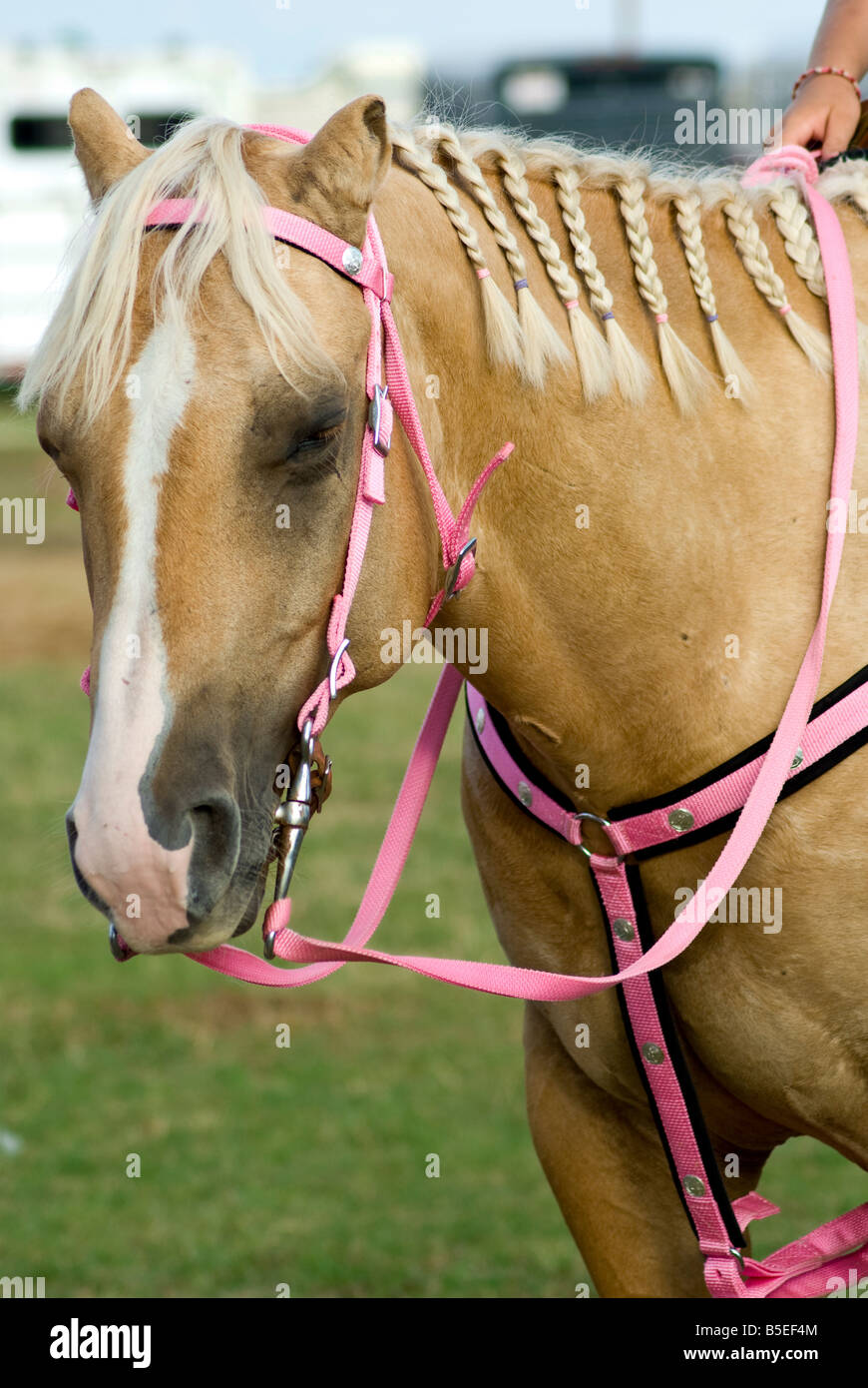 Pferd mit zaumzeug -Fotos und -Bildmaterial in hoher Auflösung – Alamy