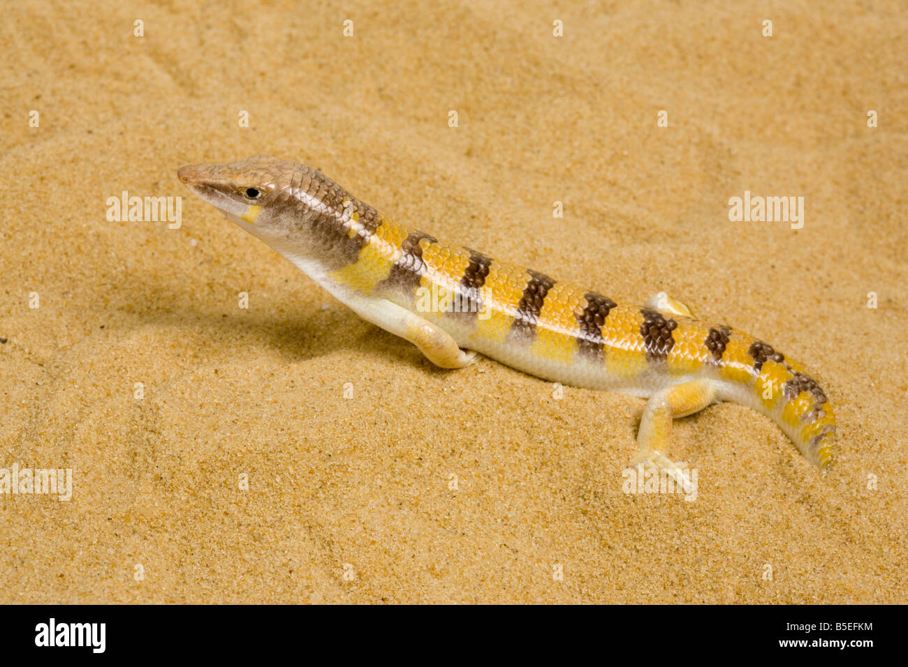 Sandfisch skink -Fotos und -Bildmaterial in hoher Auflösung – Alamy