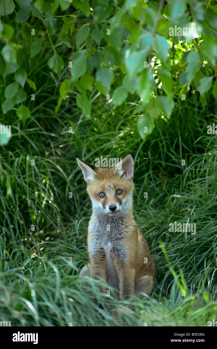 Baby tiere -Fotos und -Bildmaterial in hoher Auflösung – Alamy