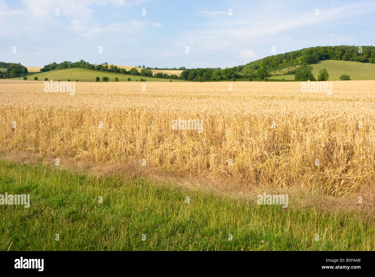 Fields of wheat -Fotos und -Bildmaterial in hoher Auflösung – Alamy