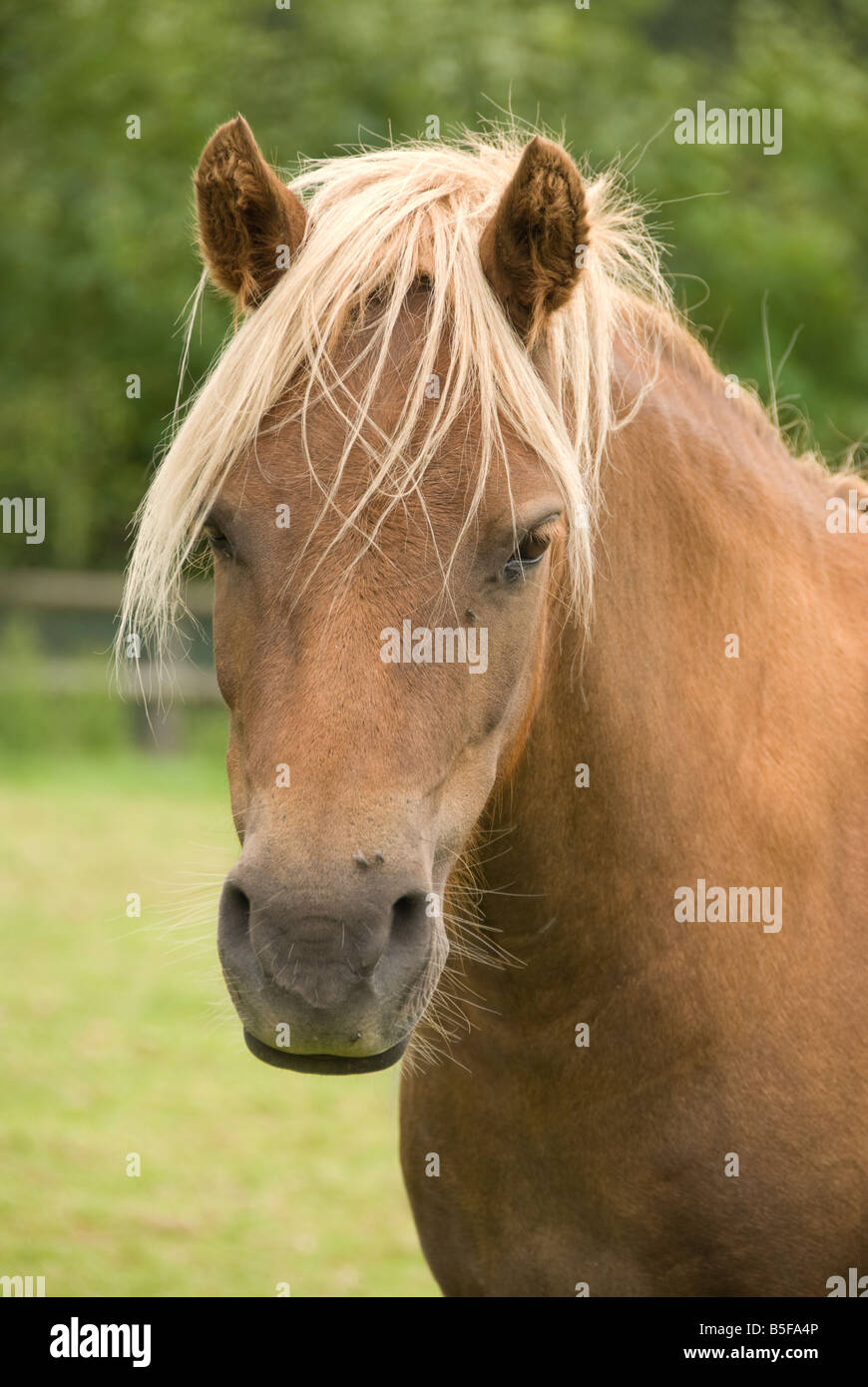 Blondine pferd -Fotos und -Bildmaterial in hoher Auflösung – Alamy