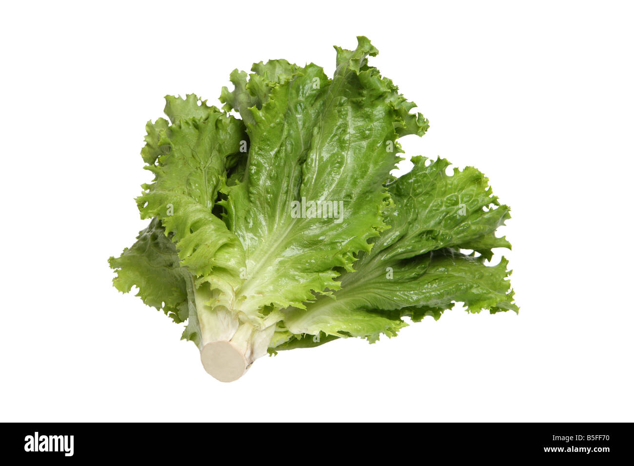 Salat du -Fotos und -Bildmaterial in hoher Auflösung – Alamy