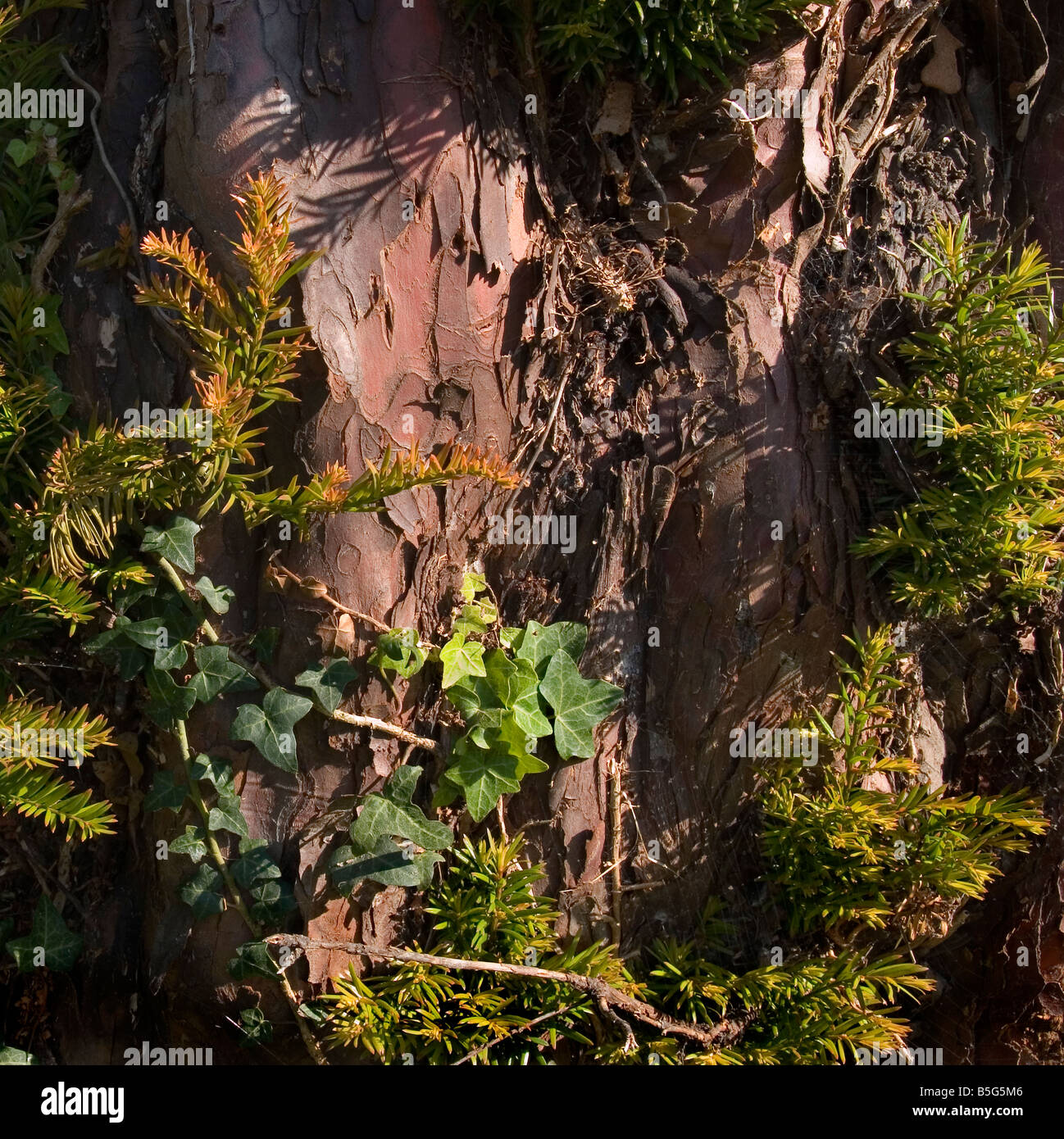 Rinde baum eibe -Fotos und -Bildmaterial in hoher Auflösung – Alamy