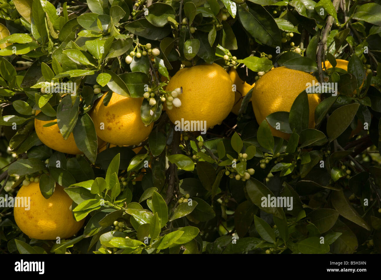 Zitrone zitrus limon baum -Fotos und -Bildmaterial in hoher Auflösung ...