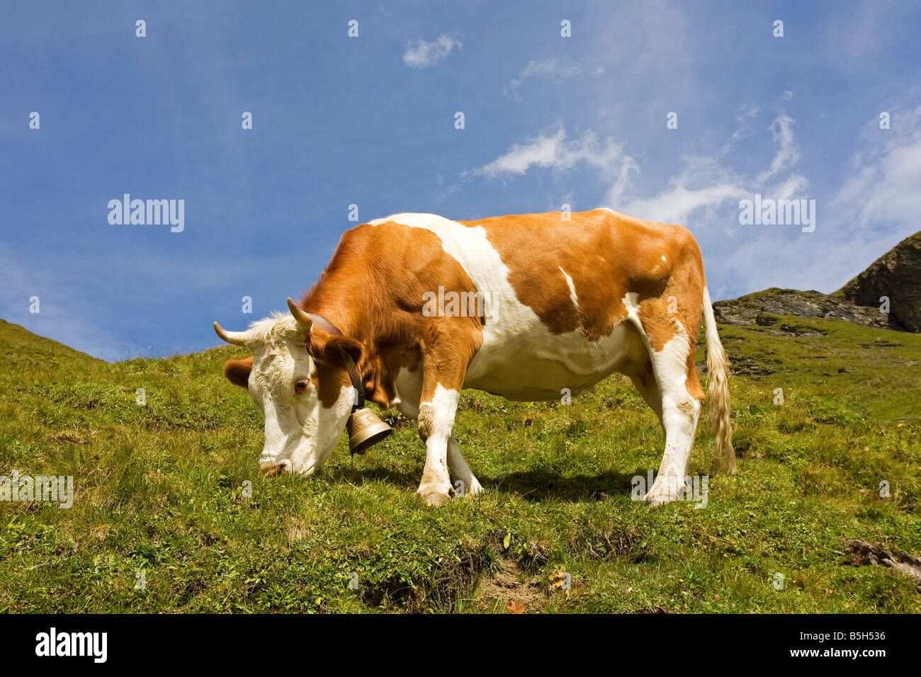 Switzerland cow bell -Fotos und -Bildmaterial in hoher Auflösung ...