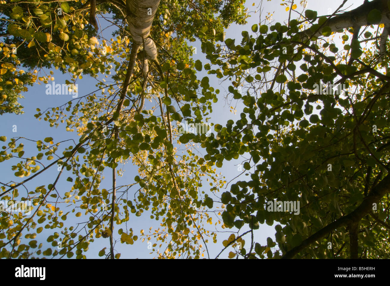Gemeinsamen Espe Populus tremula Stockfotografie - Alamy