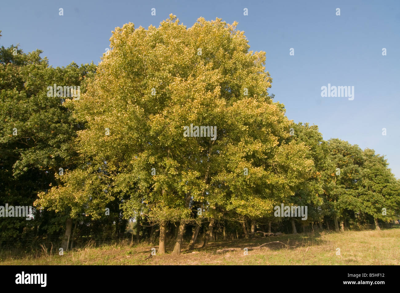 Gemeinsamen Espe Populus tremula Stockfotografie - Alamy