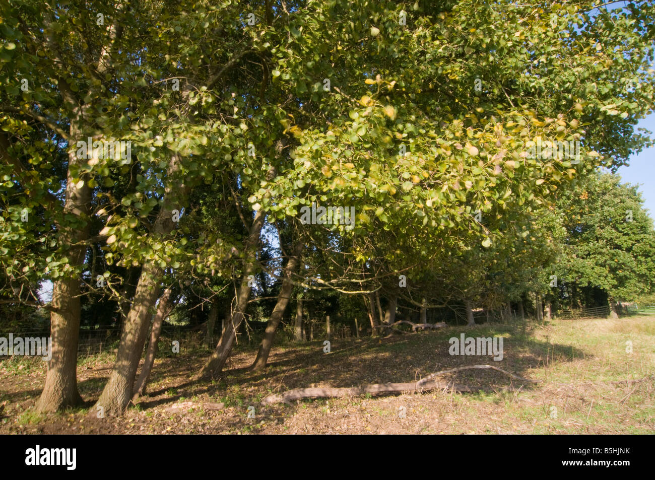 Espe populus tremula -Fotos und -Bildmaterial in hoher Auflösung – Alamy