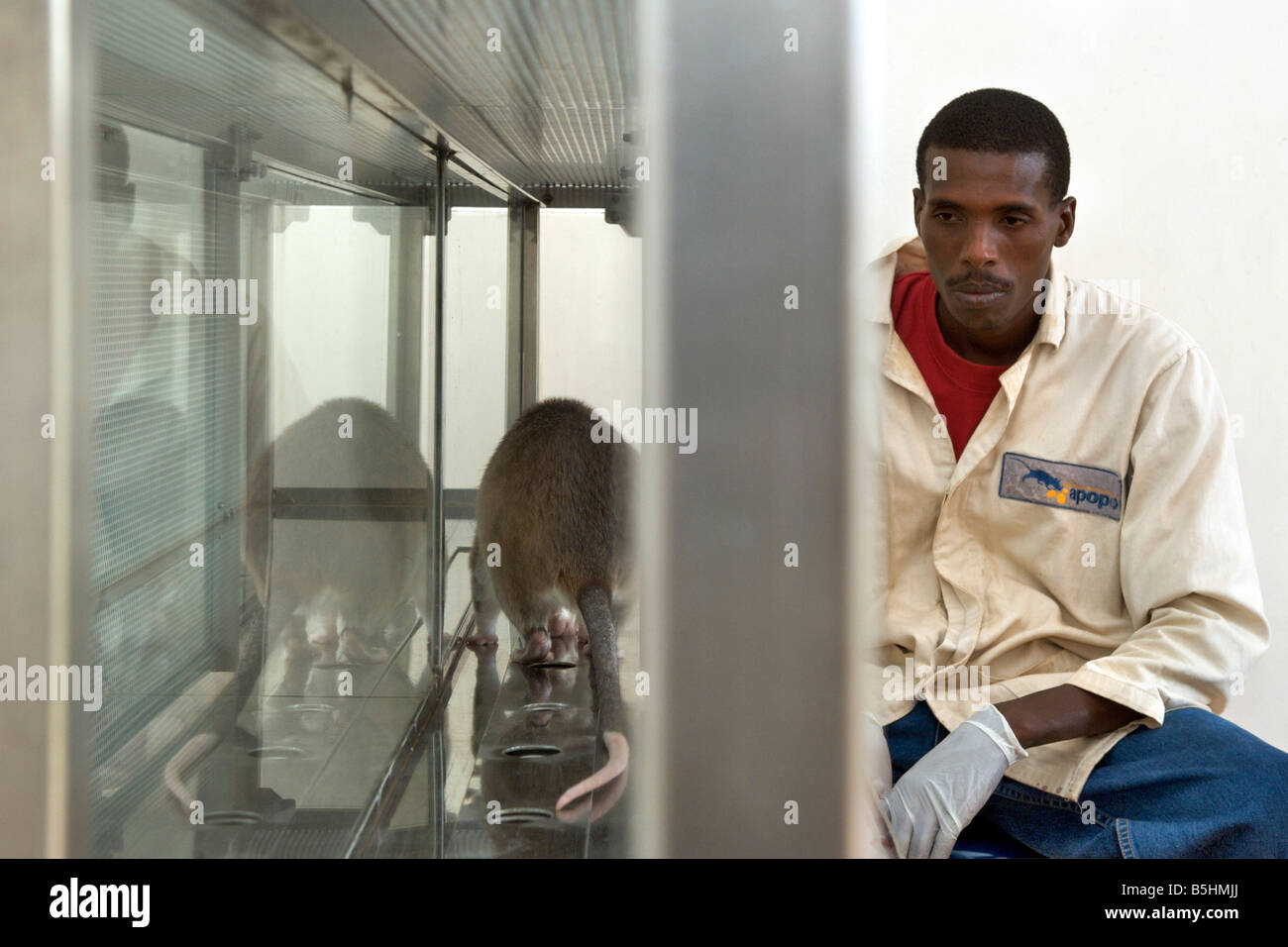 Labor-Ausbildung von Held Ratten von APOPO Organisation, TNT in ...