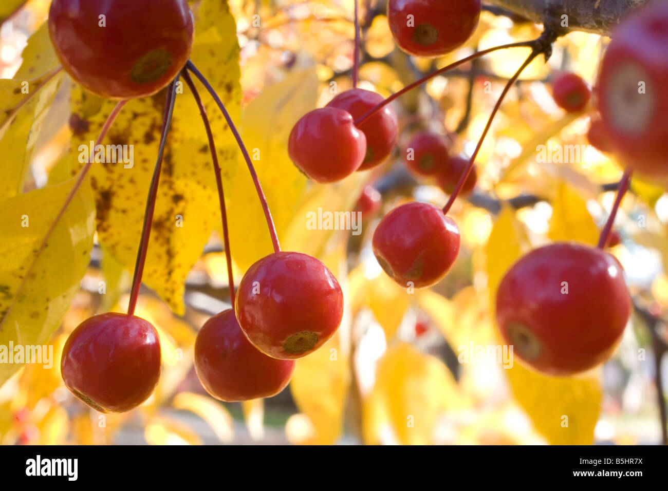 Holzäpfel auf einem Baum im Herbst Stockfotografie - Alamy