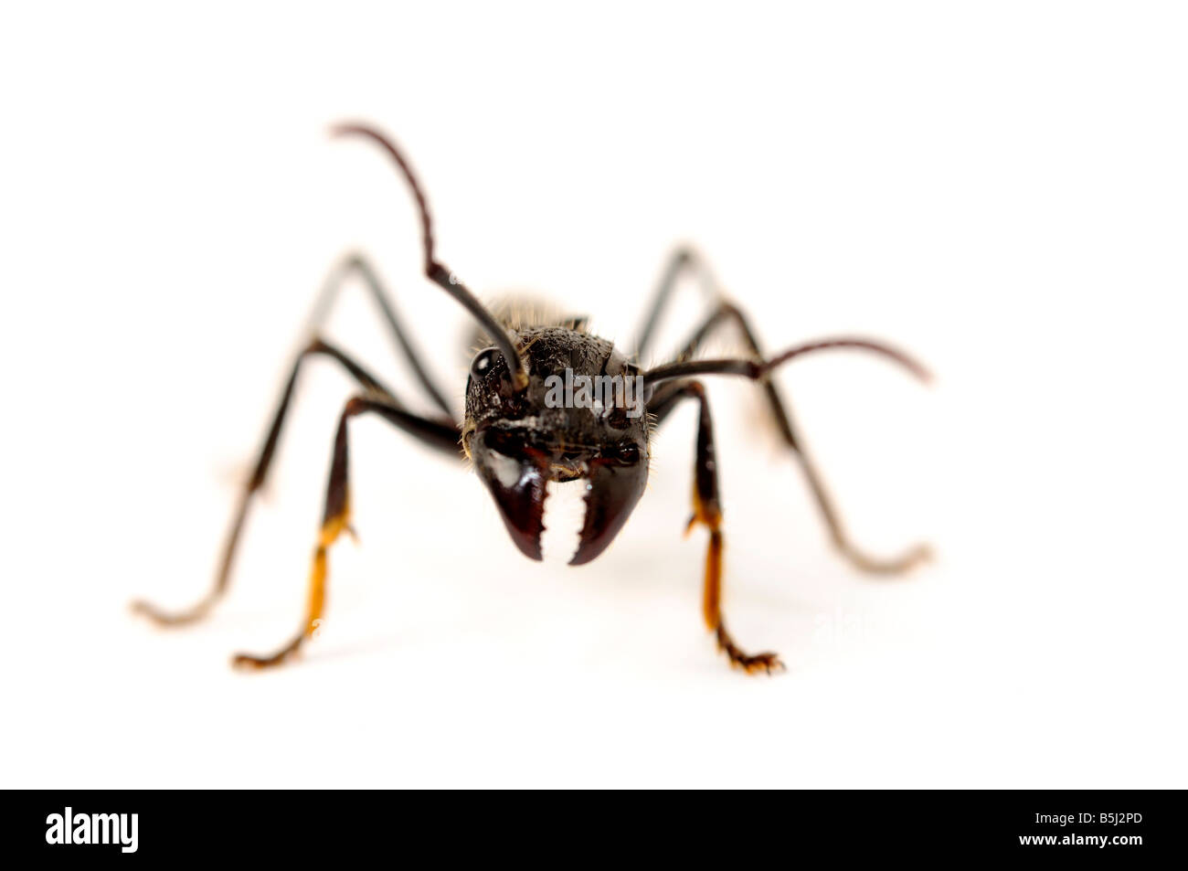 Bullet ants -Fotos und -Bildmaterial in hoher Auflösung – Alamy