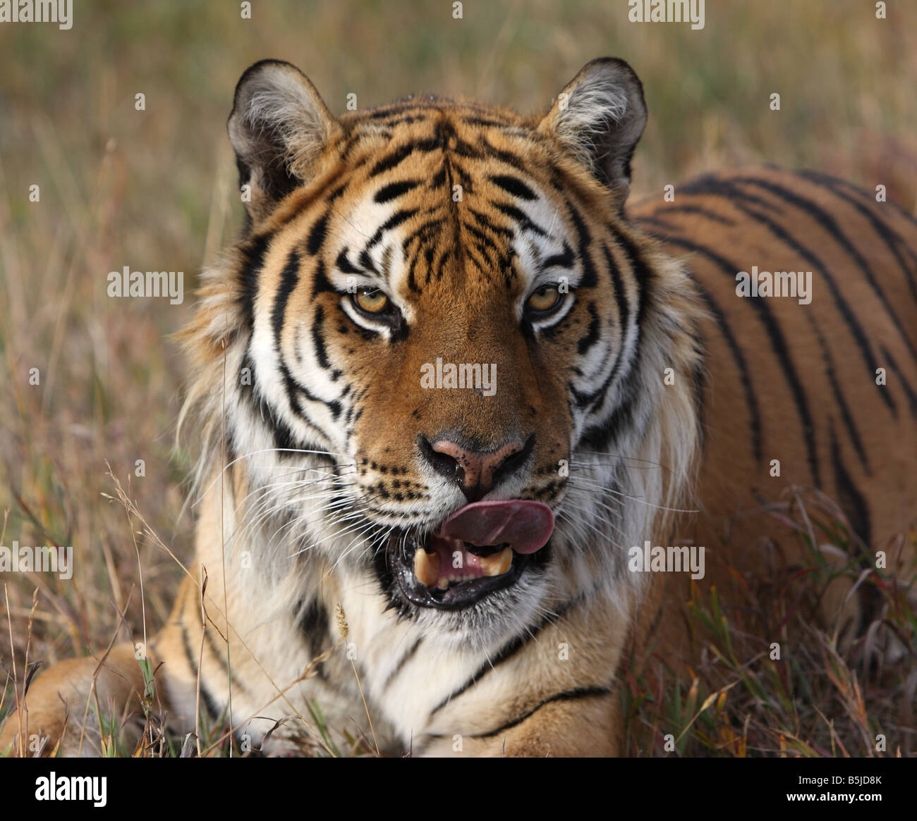 Tiger licking -Fotos und -Bildmaterial in hoher Auflösung – Alamy
