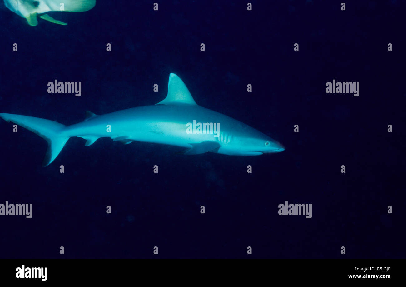 Auf den malediven carcharhinus amblyrhynchos -Fotos und -Bildmaterial ...