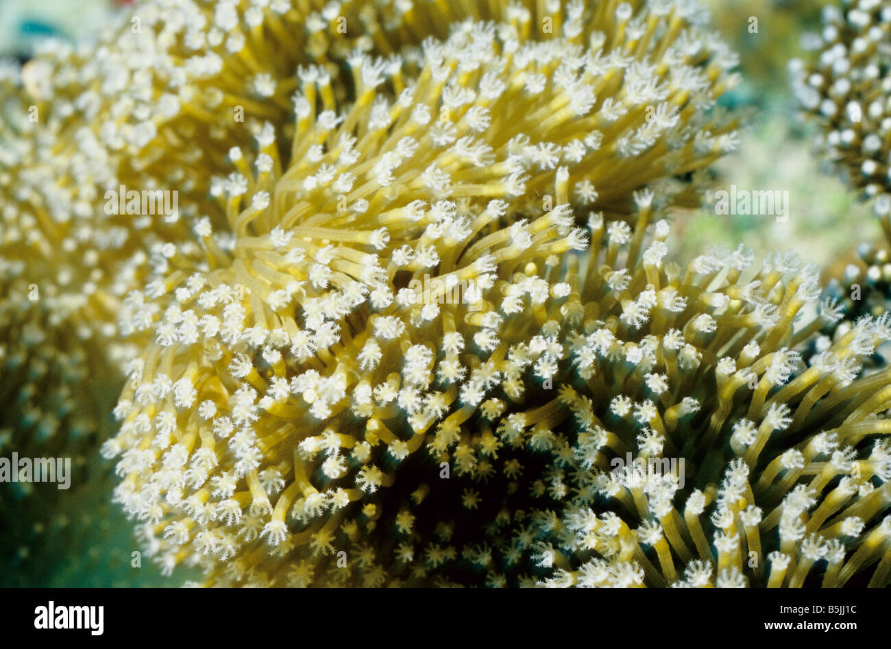 Alcyonaria. Weichkorallen. Lange Polyp Leder Koralle. Alcyoniidae ...