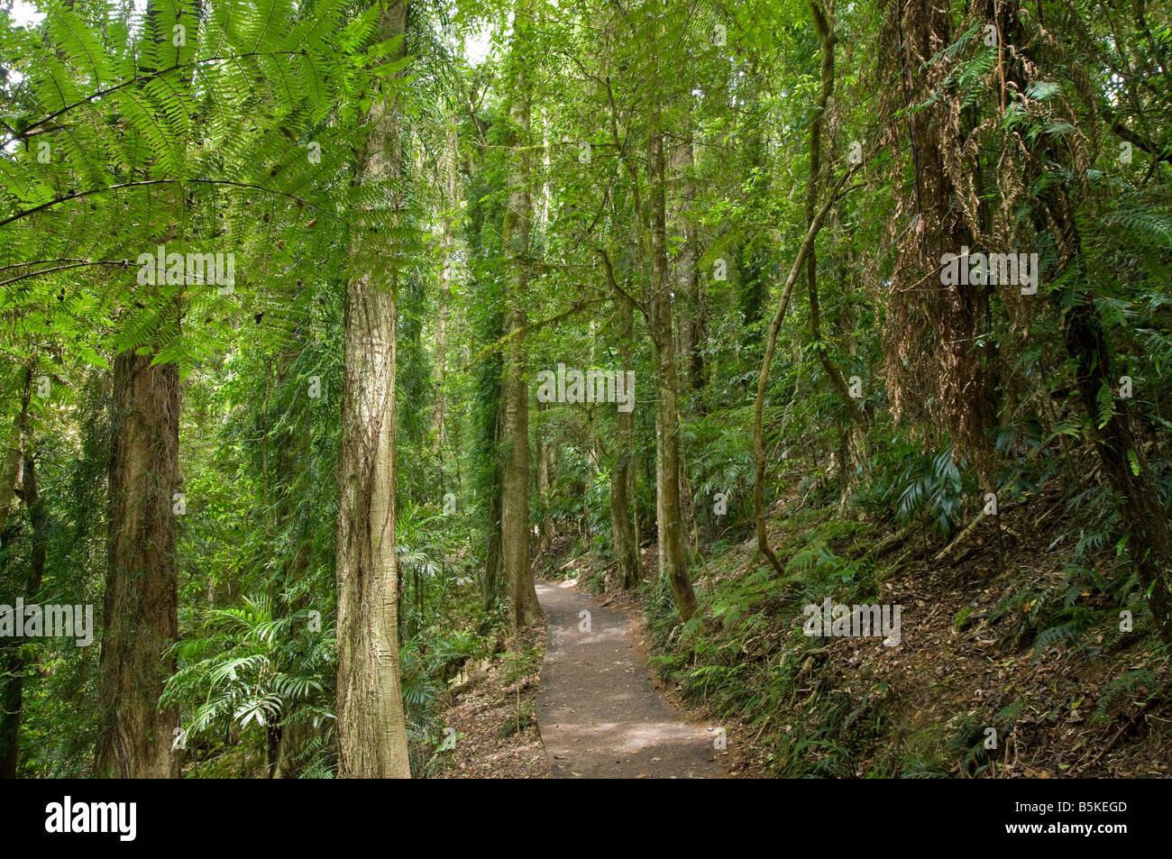 tolles Bild von einem Pfad durch den Regenwald Stockfotografie - Alamy
