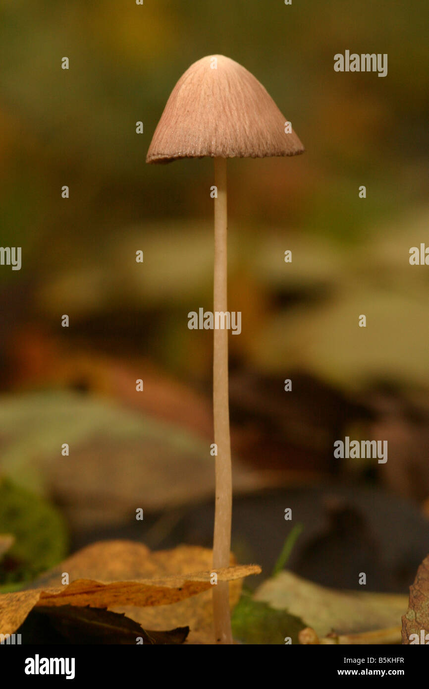 Mycena Vitilis auf freistehende Rinde breites Blatt Bäume im Wald ...