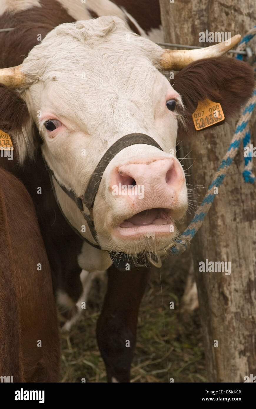 Yawning cow -Fotos und -Bildmaterial in hoher Auflösung – Alamy