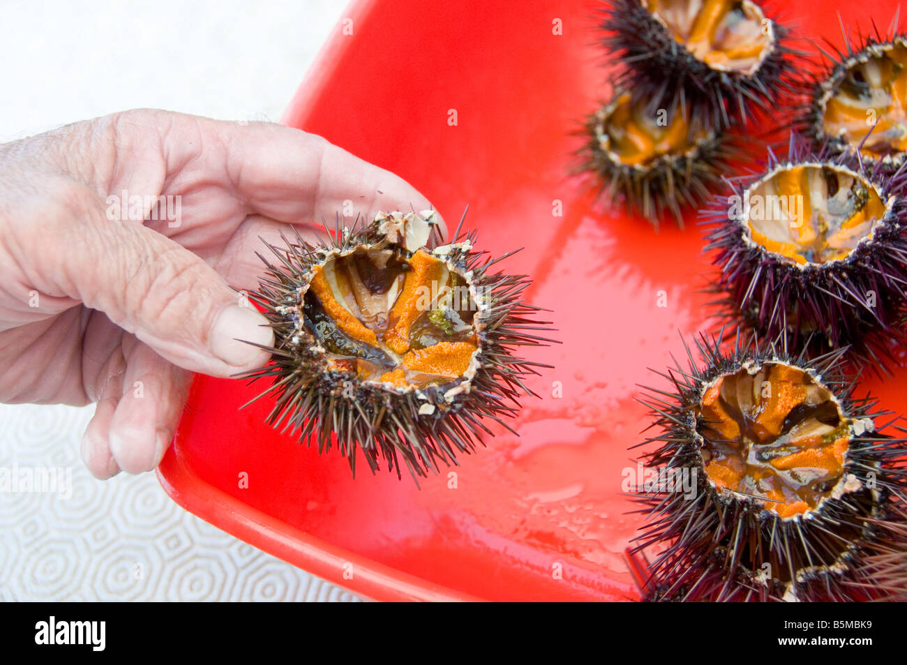 In seeigeln -Fotos und -Bildmaterial in hoher Auflösung – Alamy