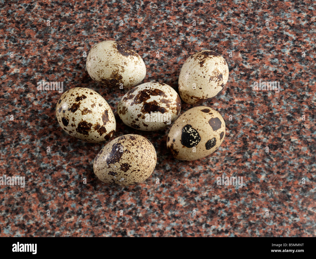 Gesprenkelte wachteleier -Fotos und -Bildmaterial in hoher Auflösung ...