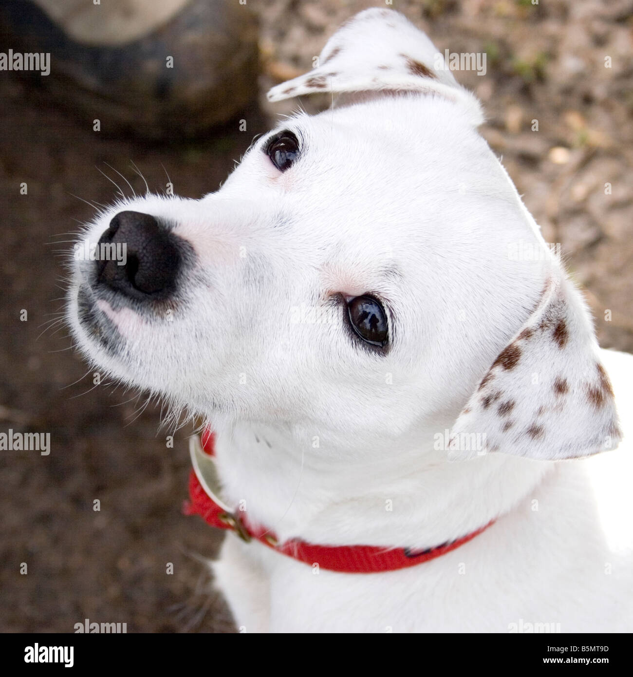 Black white jack russell terrier -Fotos und -Bildmaterial in hoher ...