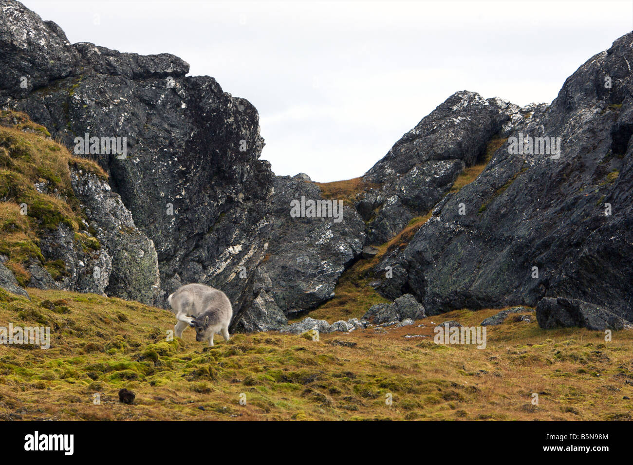 Rentier kalb -Fotos und -Bildmaterial in hoher Auflösung – Alamy