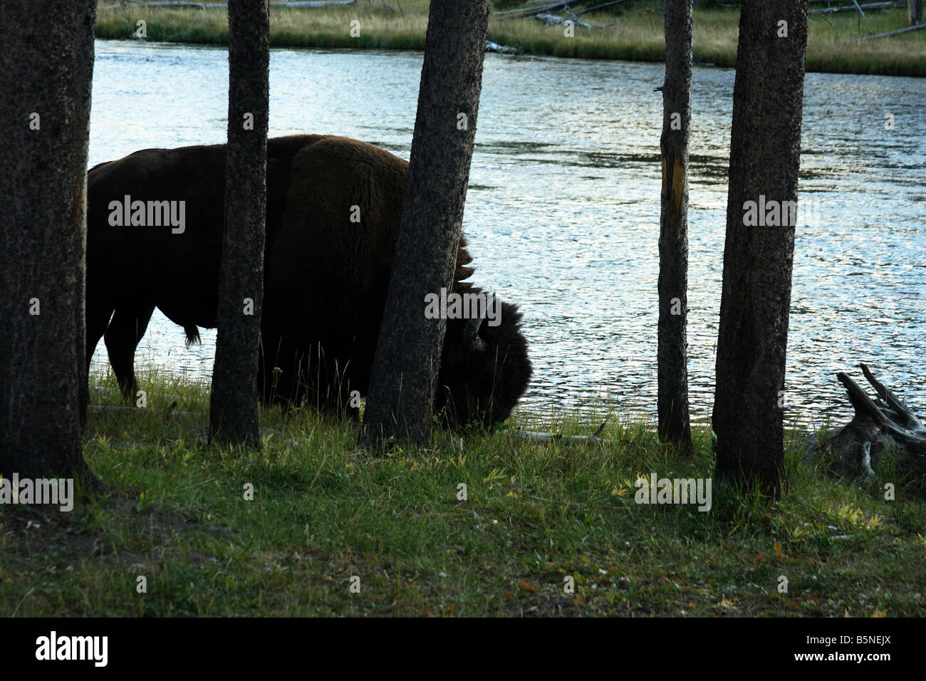 Bison yellowstone winter essen -Fotos und -Bildmaterial in hoher ...