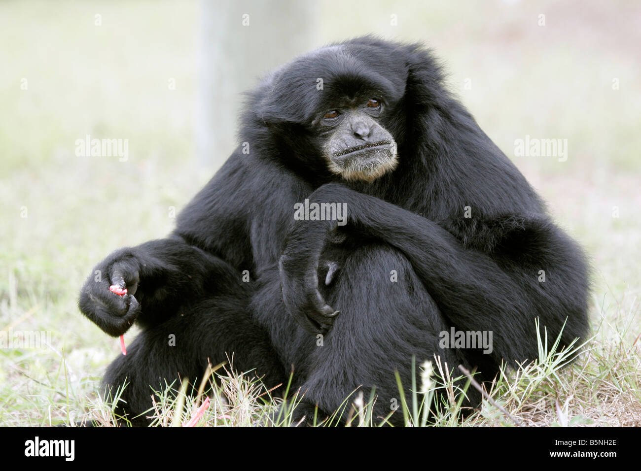 Trauriger affe -Fotos und -Bildmaterial in hoher Auflösung – Alamy