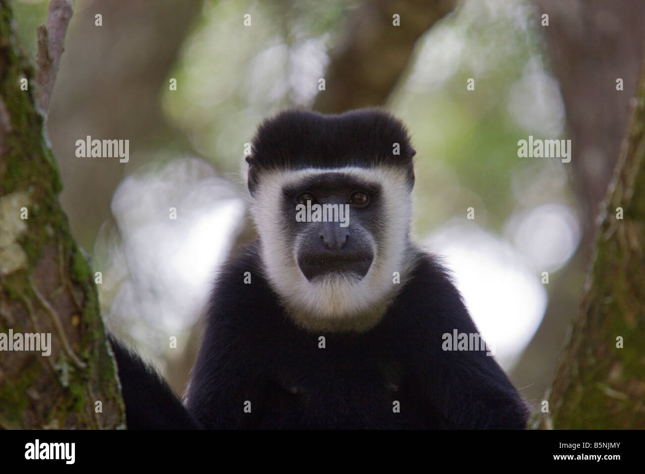 Afrika affe -Fotos und -Bildmaterial in hoher Auflösung – Alamy