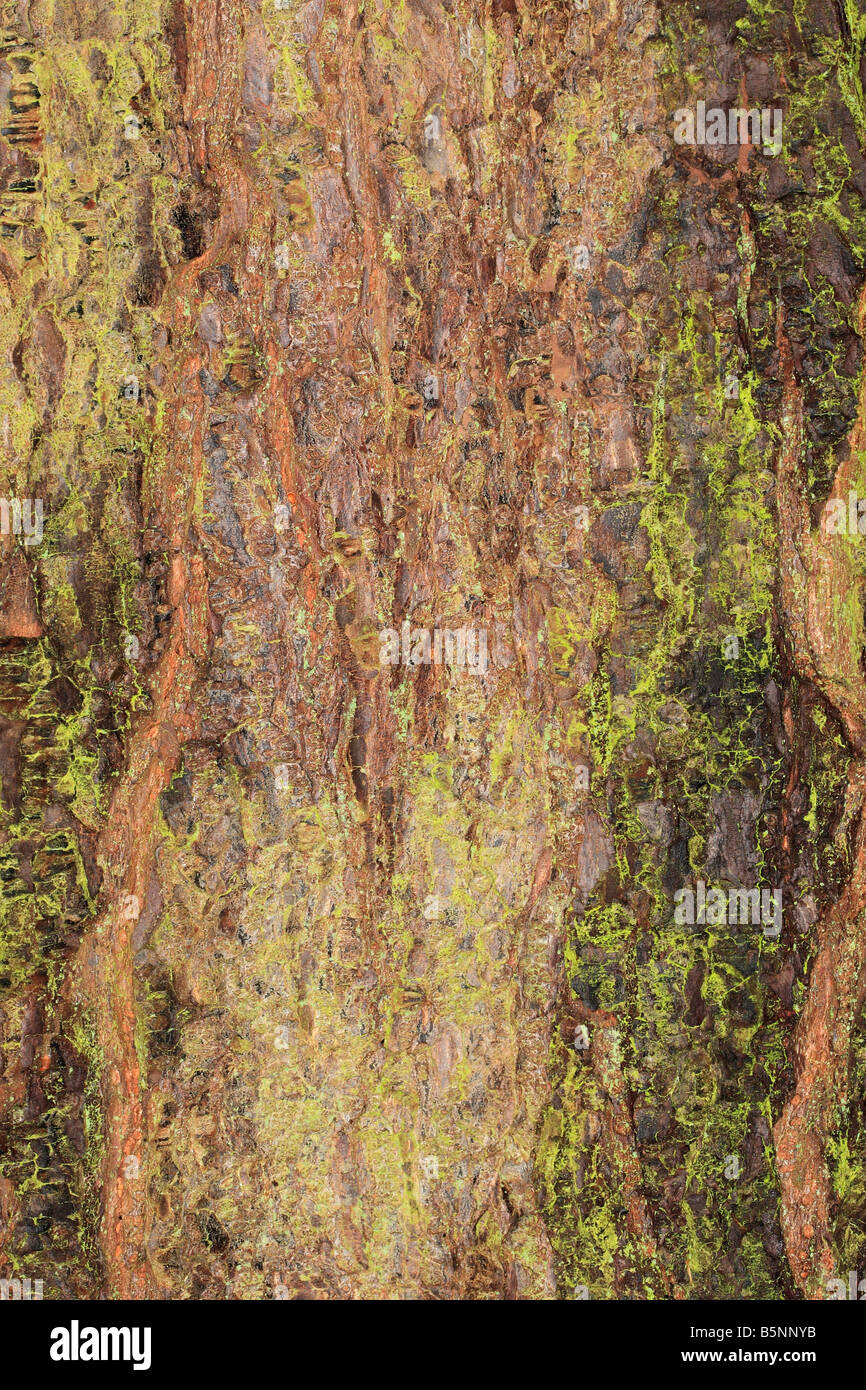 Western hemlock tsuga heterophylla -Fotos und -Bildmaterial in hoher ...