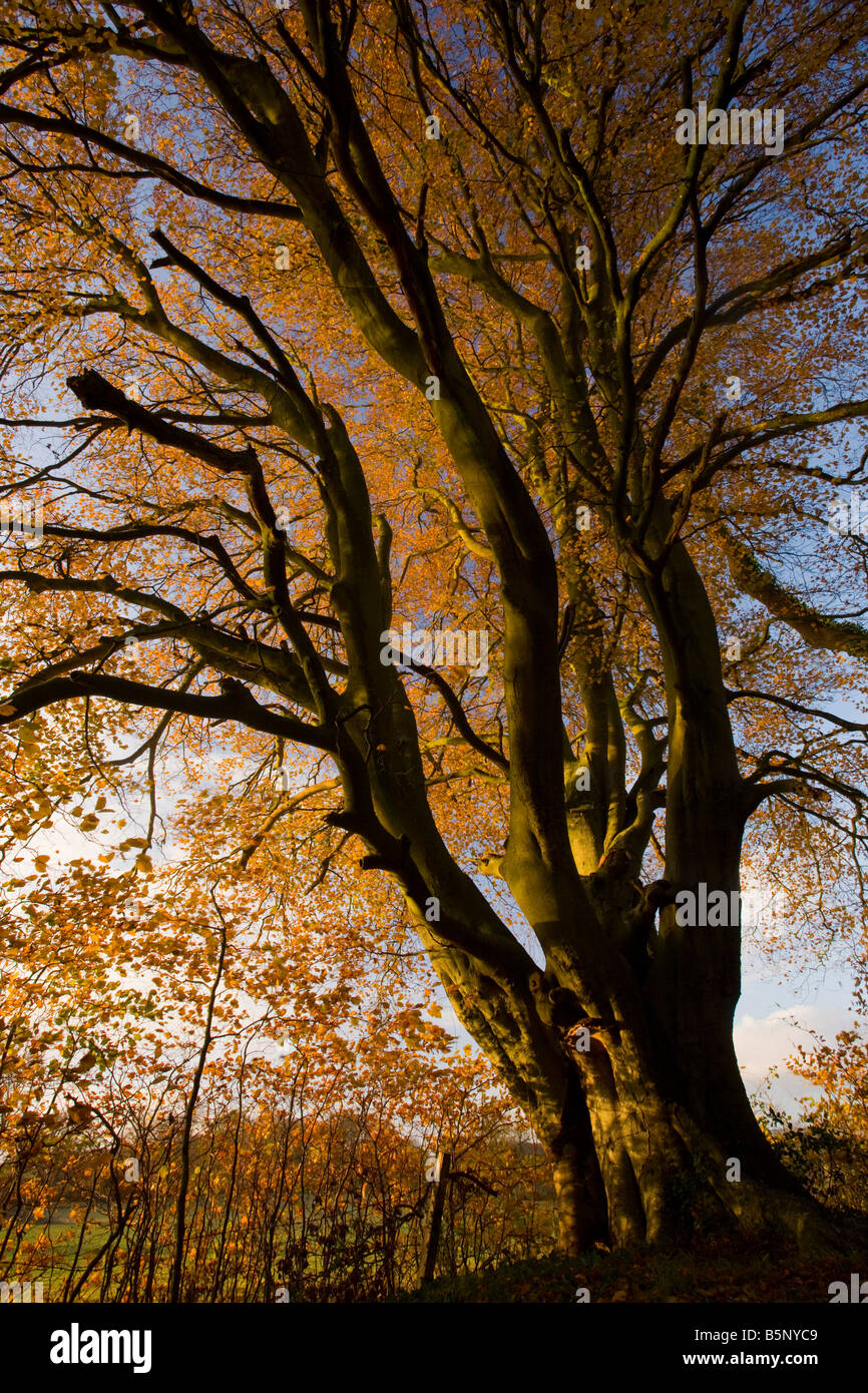 Alte Buche Baum Fagus Sylvatica im Herbst beim Cranborne East Dorset ...