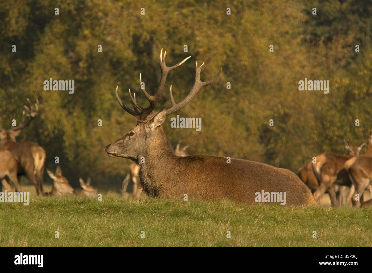 Richmond park rothirsch hirsch -Fotos und -Bildmaterial in hoher ...