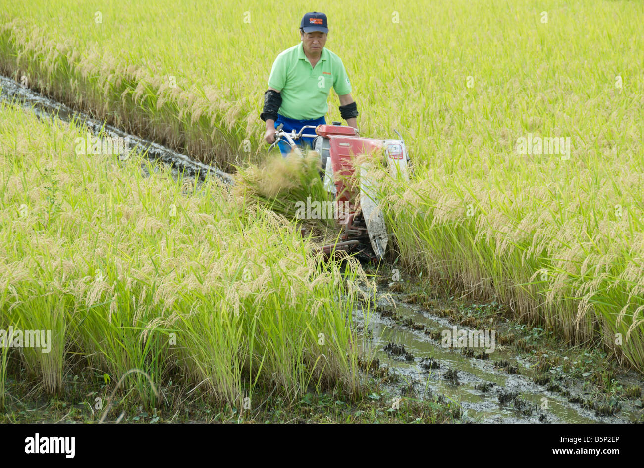 Japan rice field -Fotos und -Bildmaterial in hoher Auflösung – Alamy