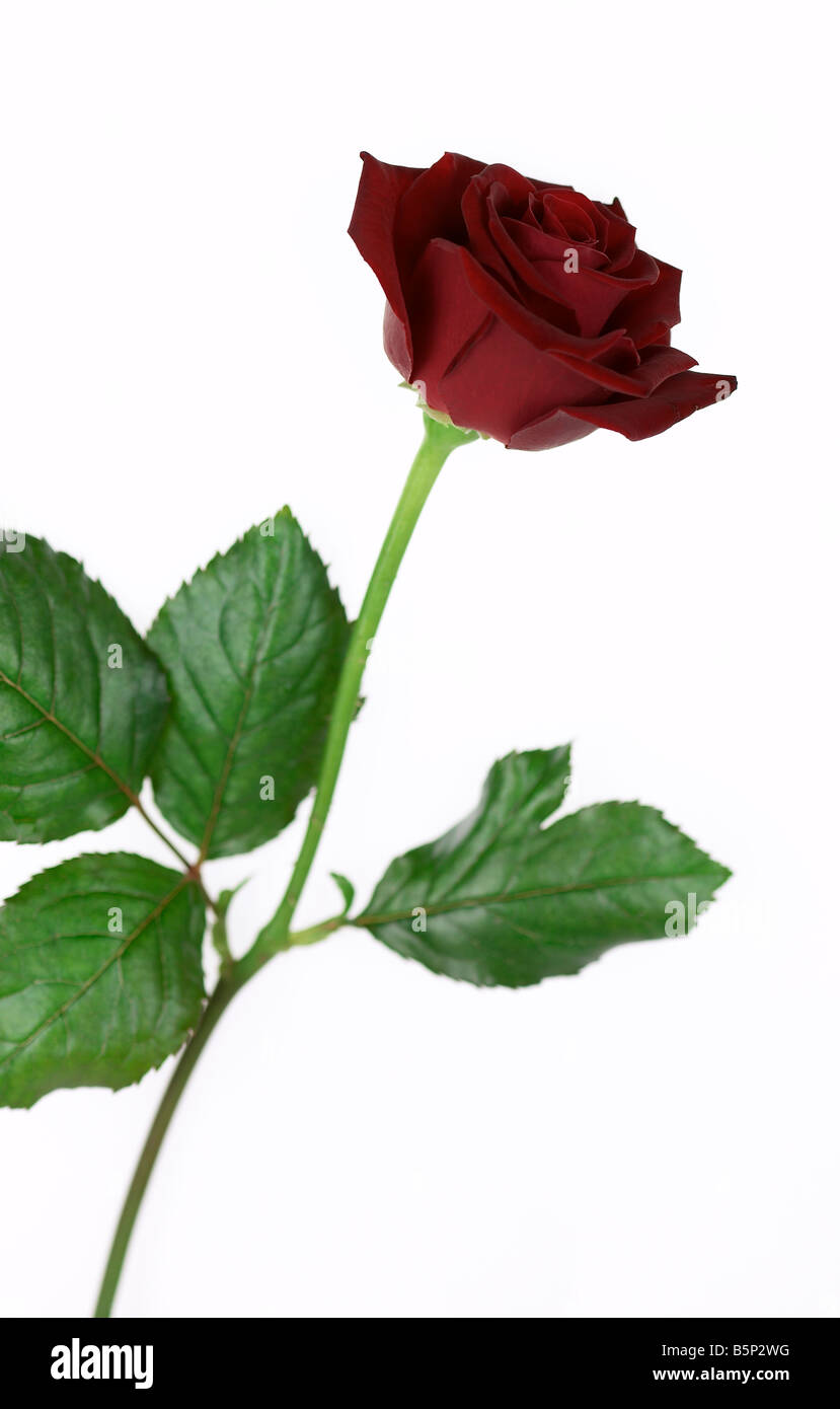 Ein stiel rose -Fotos und -Bildmaterial in hoher Auflösung – Alamy