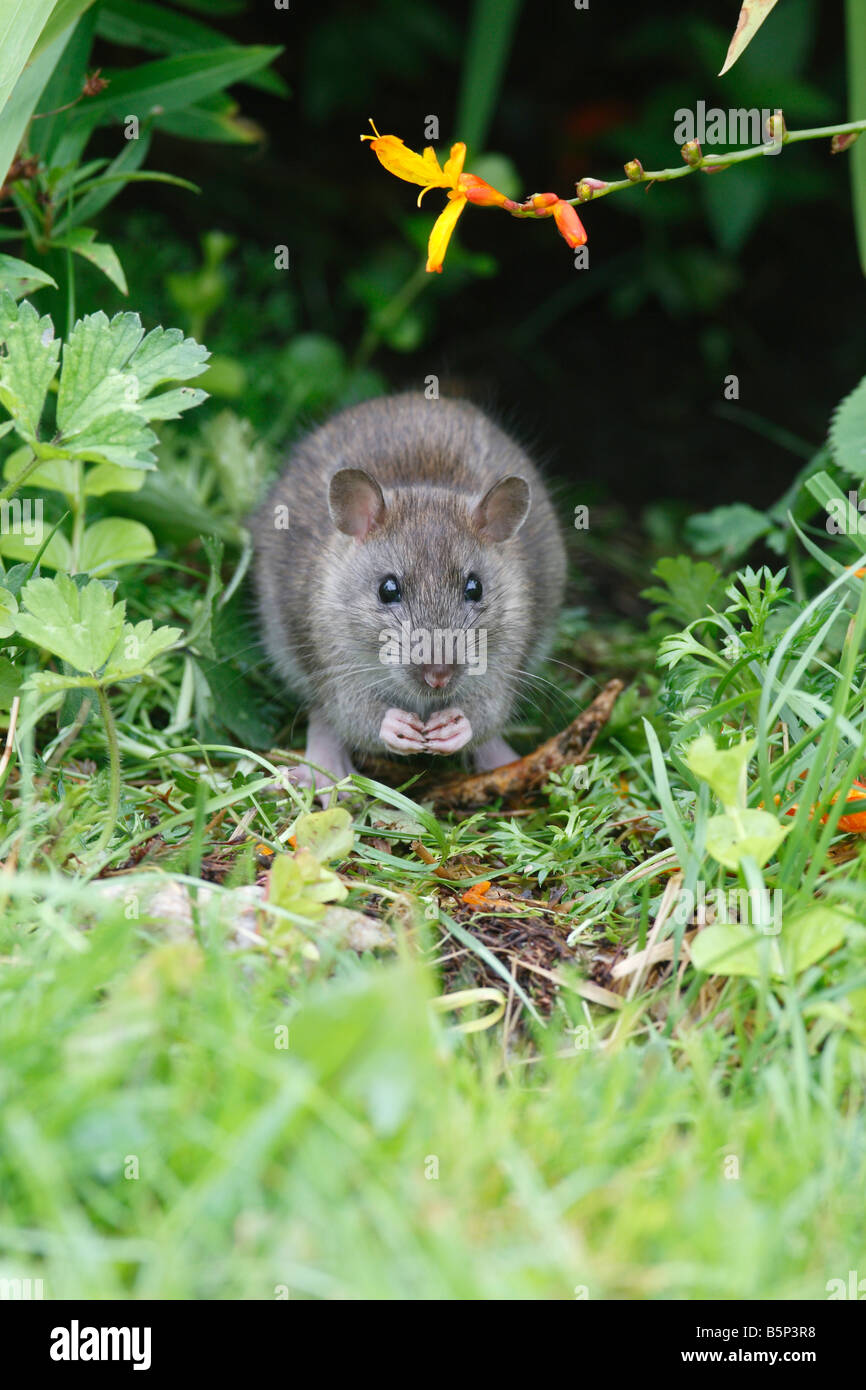 Brown rat rattus norvegicus -Fotos und -Bildmaterial in hoher Auflösung ...