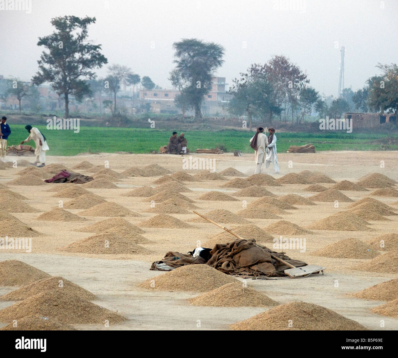Cleaning rice -Fotos und -Bildmaterial in hoher Auflösung – Alamy