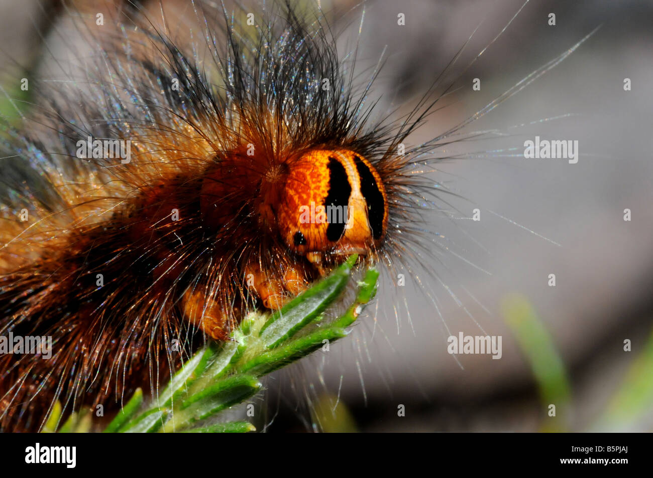 Nahaufnahme von haarige Motten Larven ernähren sich von Fynbos in ...