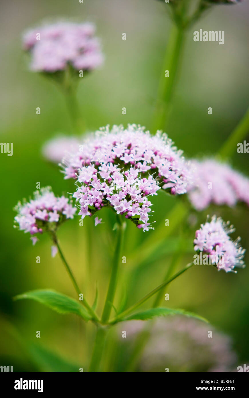 Baldrian officinalis -Fotos und -Bildmaterial in hoher Auflösung – Alamy