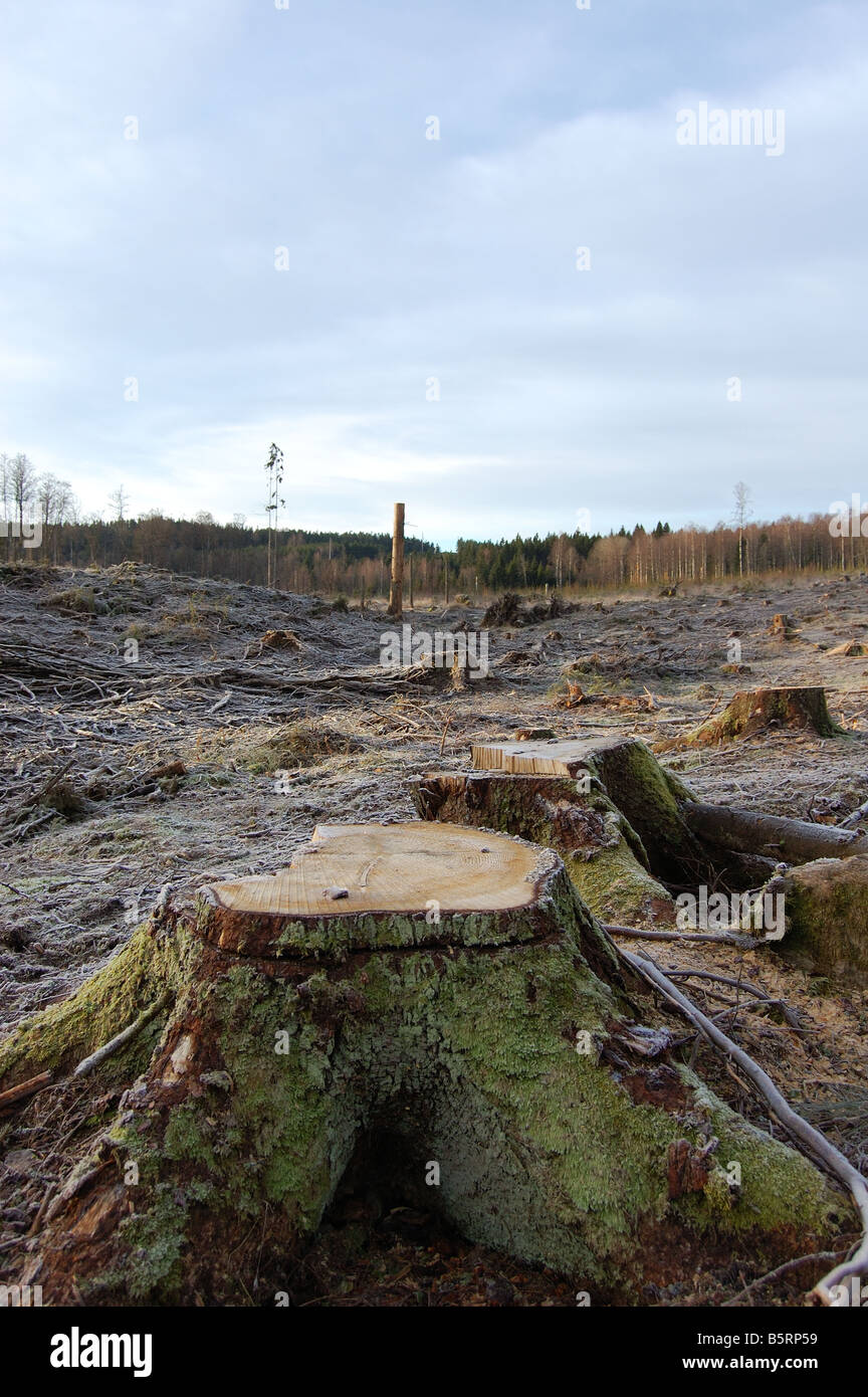 Gerodeter wald -Fotos und -Bildmaterial in hoher Auflösung – Alamy