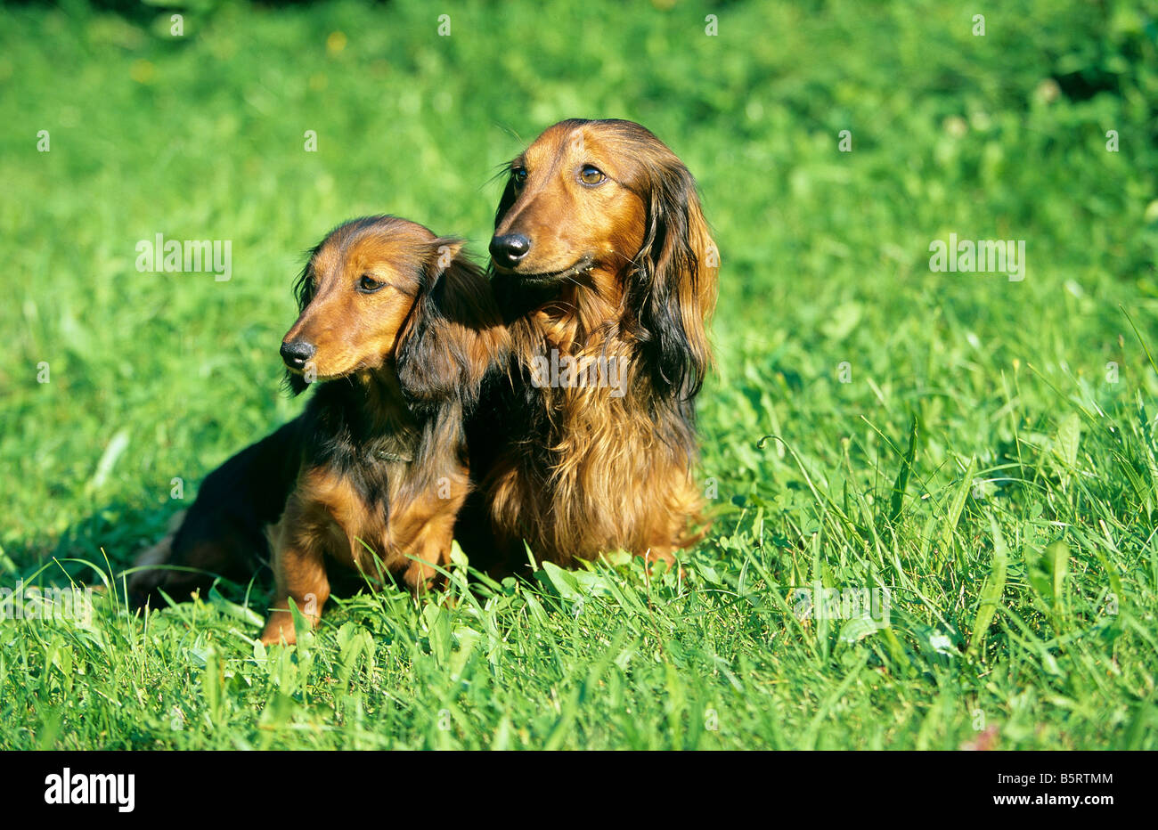 zwei Langhaar Dackel - sitzen auf der Wiese Stockfotografie - Alamy