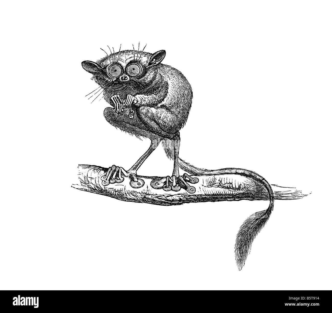 Historische illustration von tarsiers Stockfotos und -bilder Kaufen - Alamy