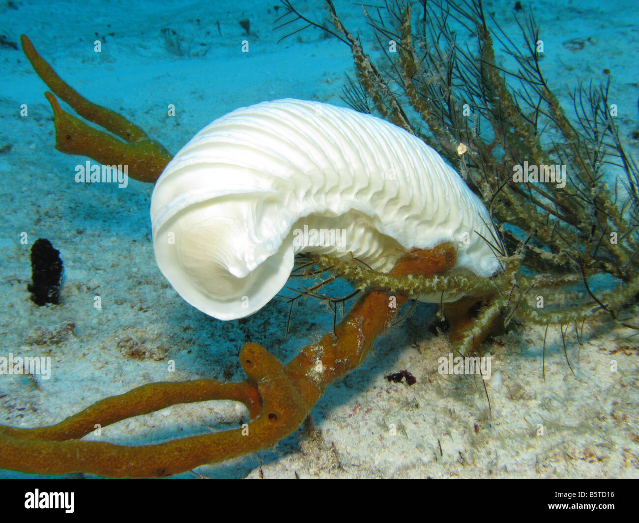 Larven spirakel -Fotos und -Bildmaterial in hoher Auflösung – Alamy