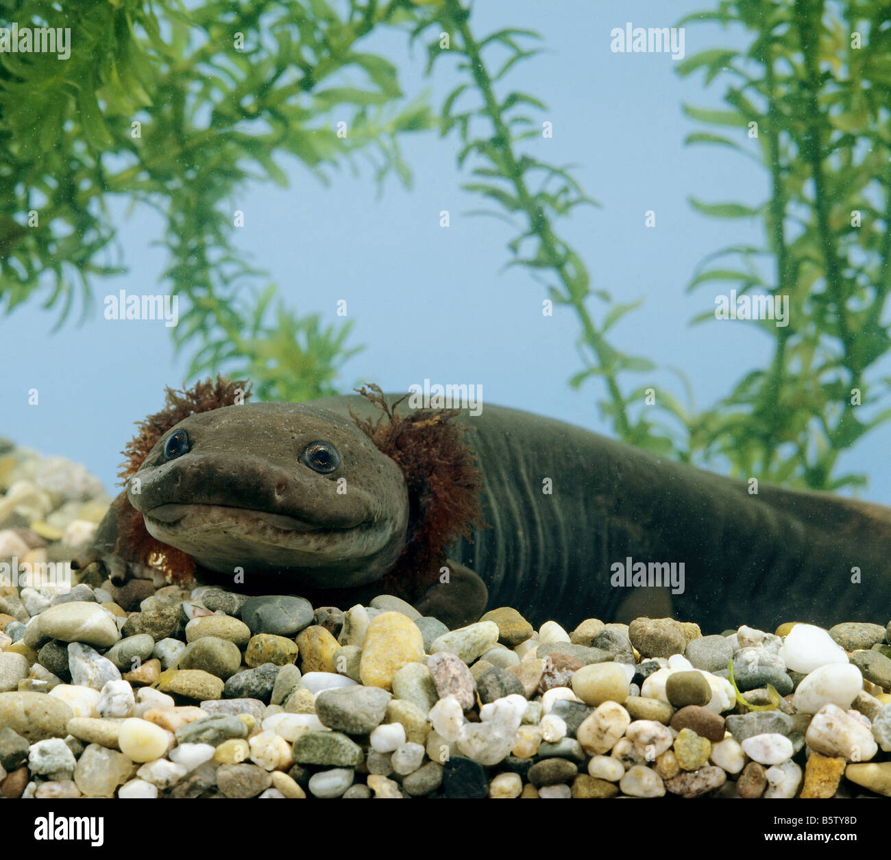 Dicamptodon ensatus -Fotos und -Bildmaterial in hoher Auflösung – Alamy