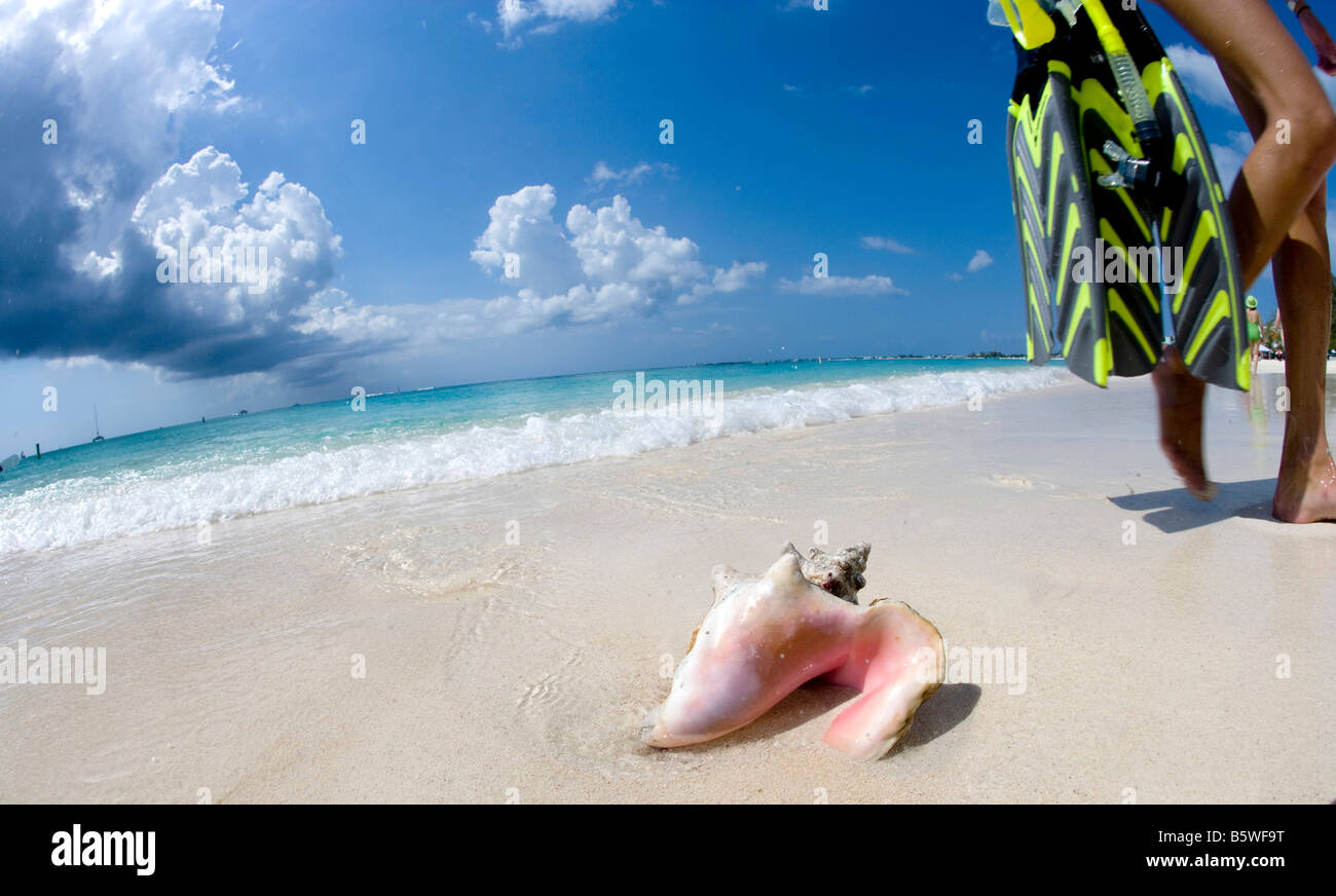Queen Conch (begeistert Gigas) am Seven Mile Beach in Grand Cayman ...