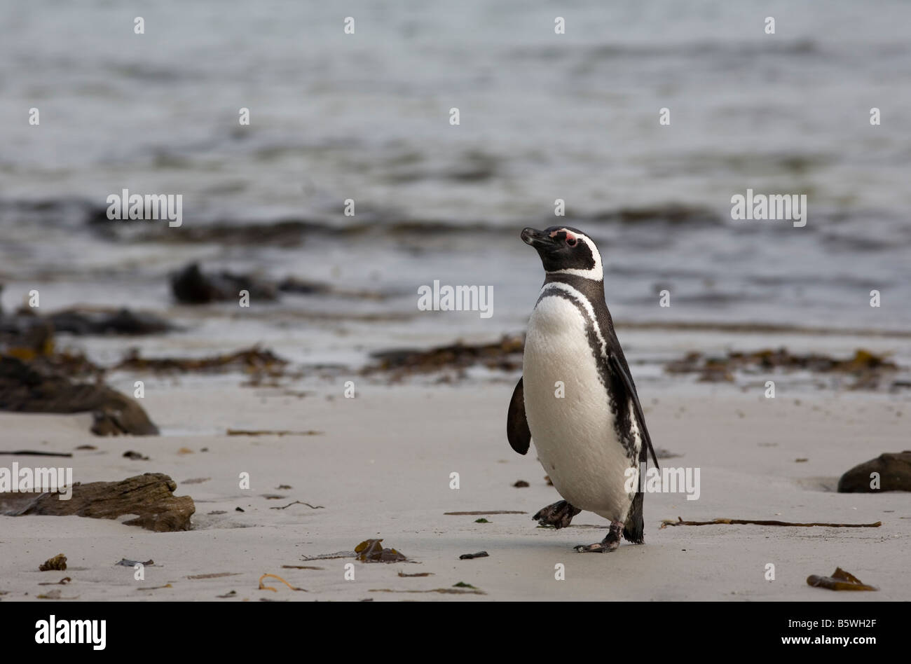Magellanic Penguin (Sphenicus Magellanicus) am Strand, Karkasse Insel ...