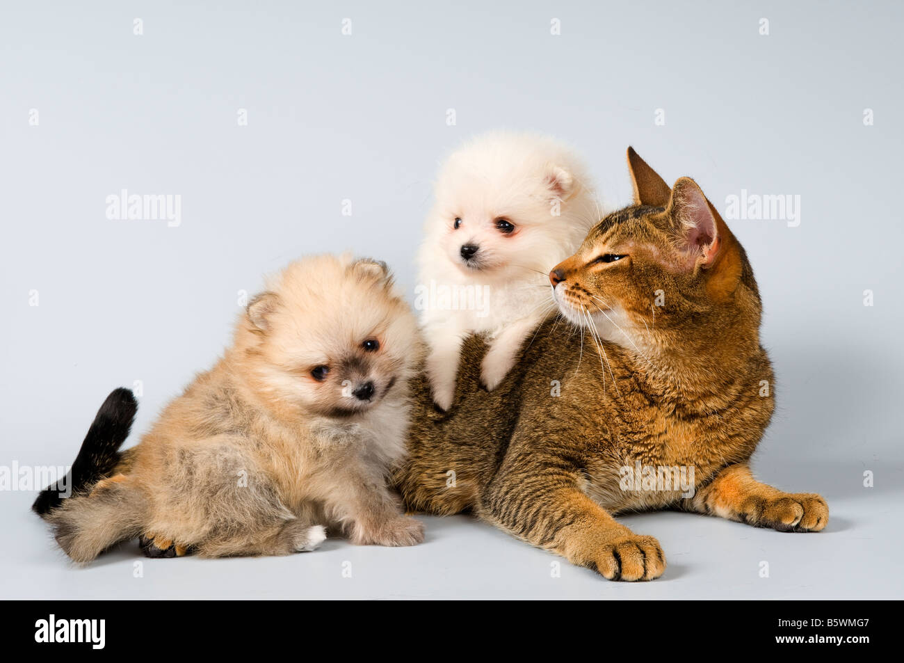 Welpen von Spitz-Hund und Katze im studio Stockfotografie - Alamy