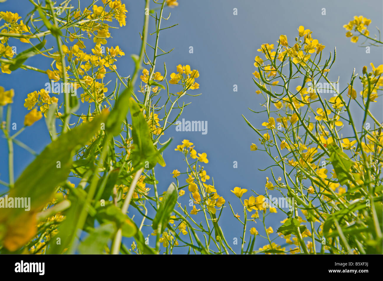 Rotwein blaue blumen -Fotos und -Bildmaterial in hoher Auflösung – Alamy