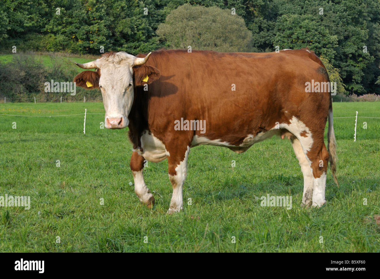 Simmental Cow Stockfotos & Simmental Cow Bilder - Alamy