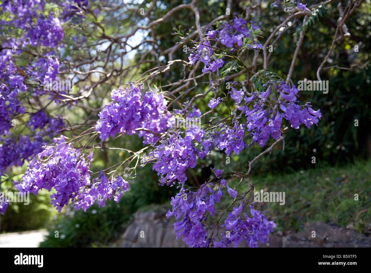 Purple flowers jacaranda tree in -Fotos und -Bildmaterial in hoher ...