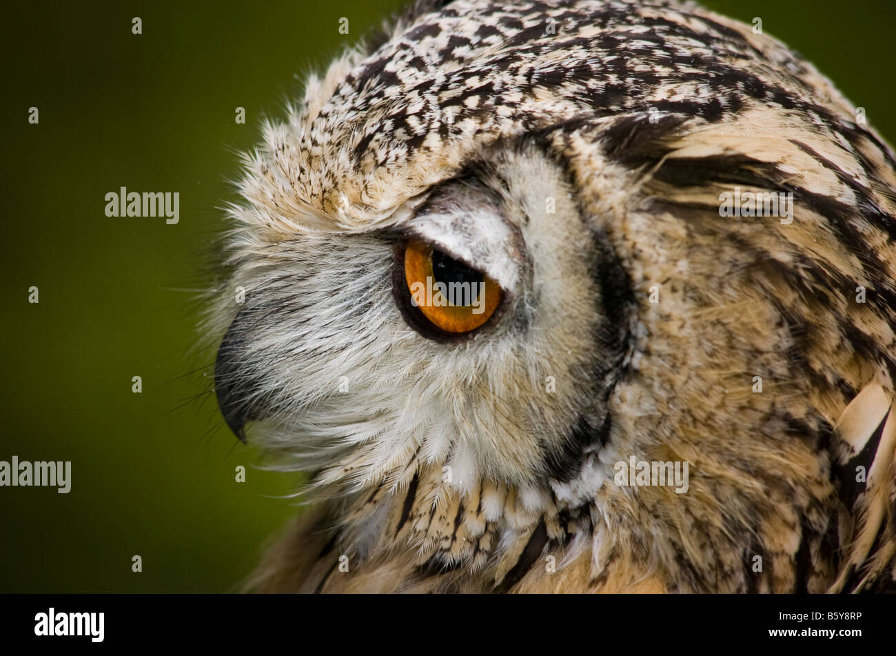 Eulen schnabel -Fotos und -Bildmaterial in hoher Auflösung – Alamy