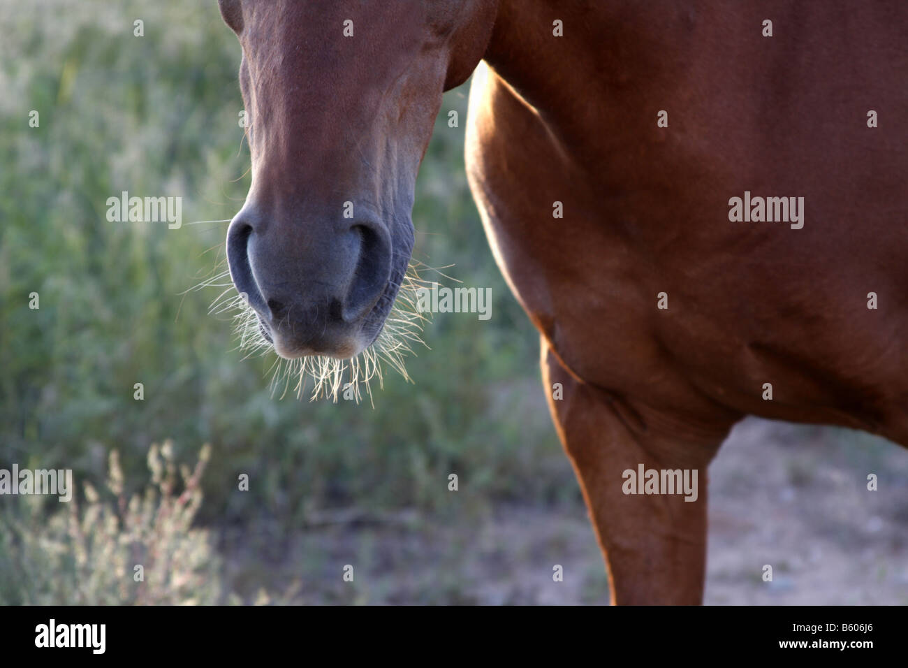 Fang der Mustang Pferde Stockfotografie - Alamy